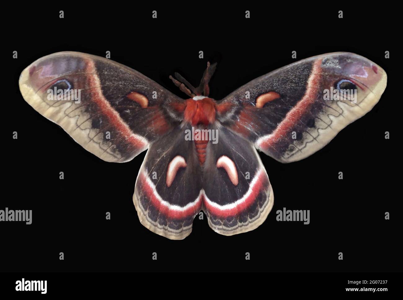 Cecropia moth on black background Stock Photo - Alamy