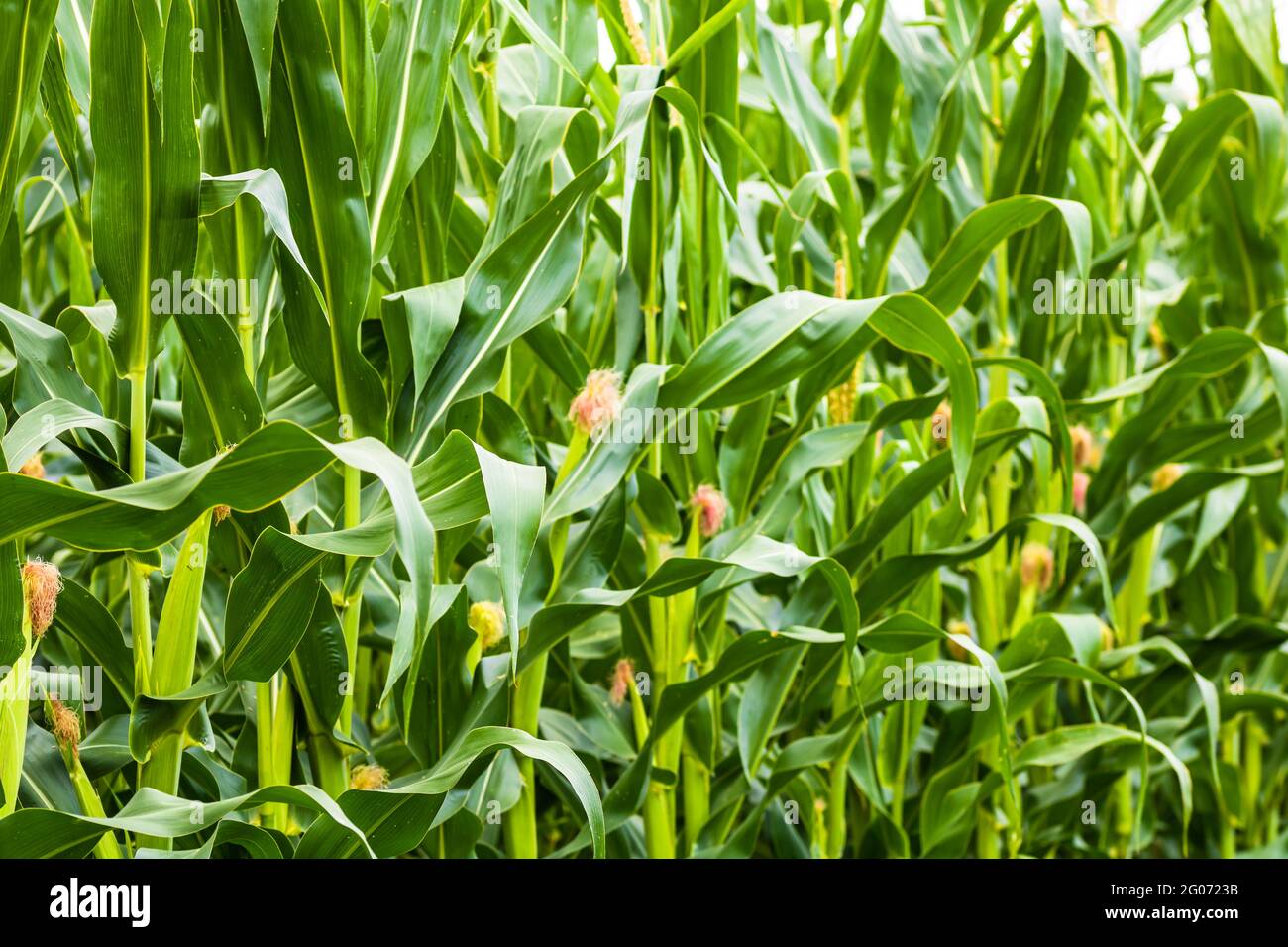 Sun lights over a green corn field growing, detail of green corn on ...