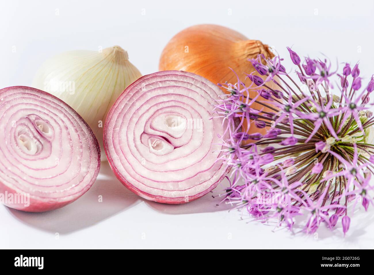 Onions and purple Allium flower close up on white background. Studio ...
