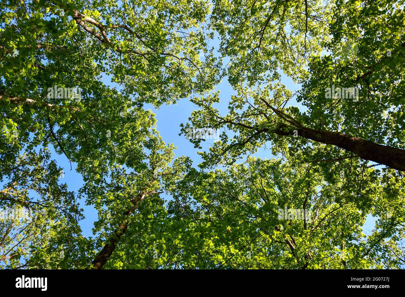 Directly below view forest tree canopies hi-res stock photography and ...