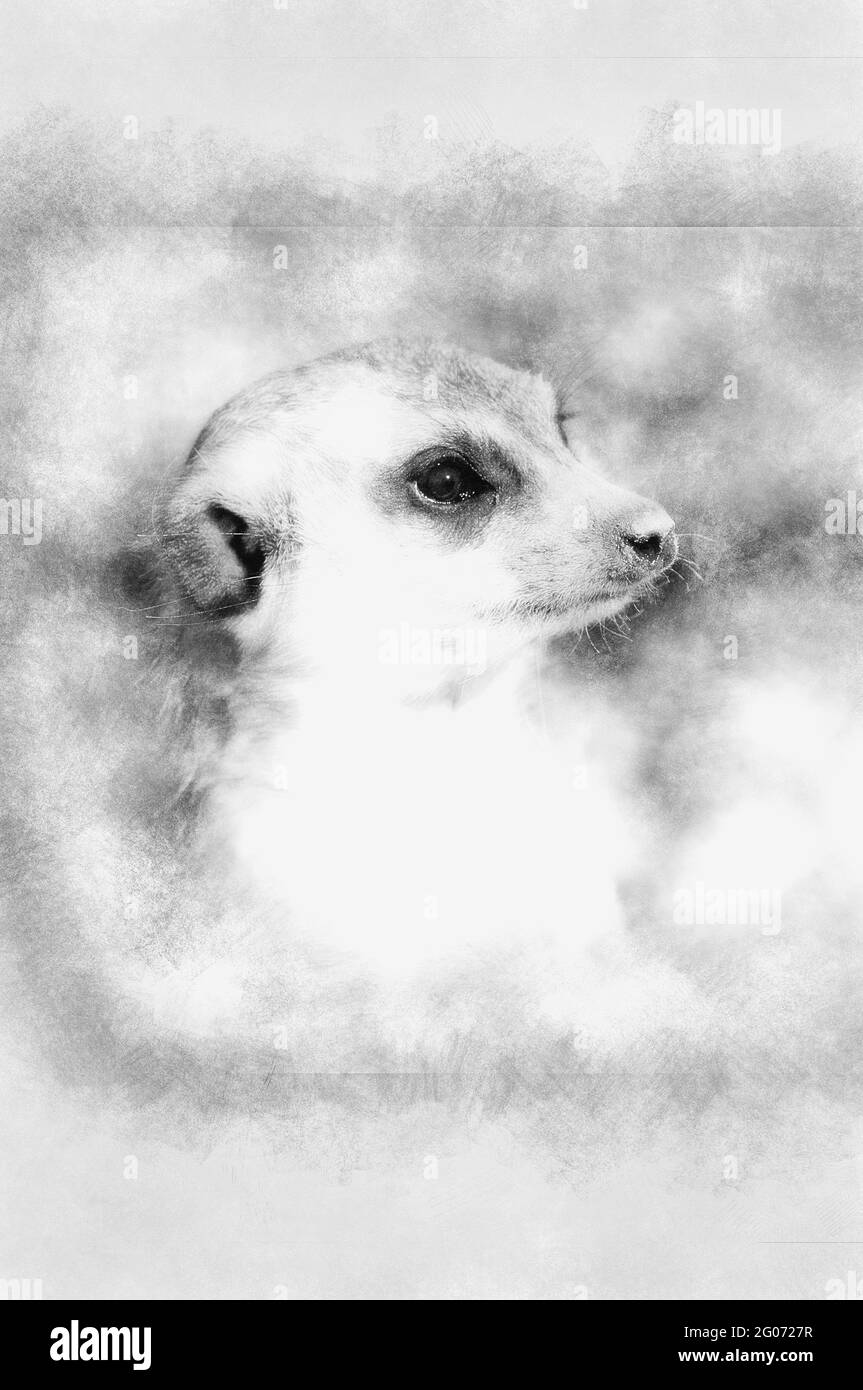 Picture of a suricatta . Nice face and skin. black and white drawing ...