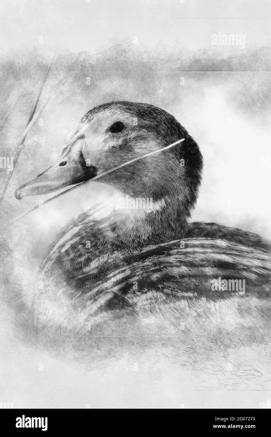 River brown water from Black and White Stock Photos & Images - Alamy