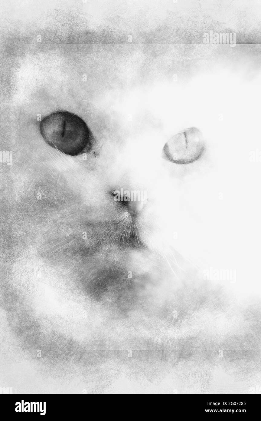 Perfect kitten Black and White Stock Photos & Images - Alamy