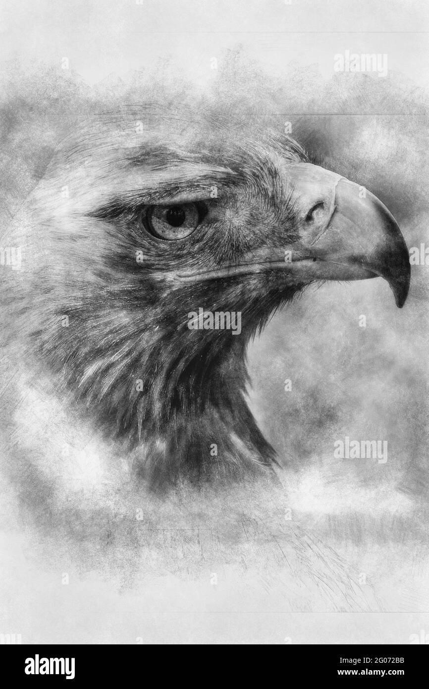 raptor eagle, diurnal bird of prey with beautiful plumage and yellow ...