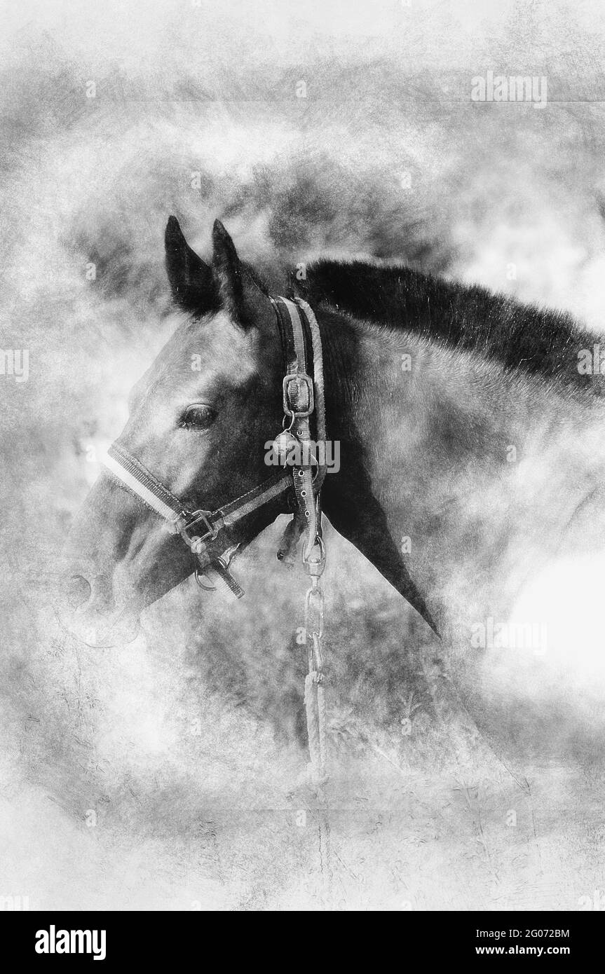 Male red brown head Black and White Stock Photos & Images - Alamy