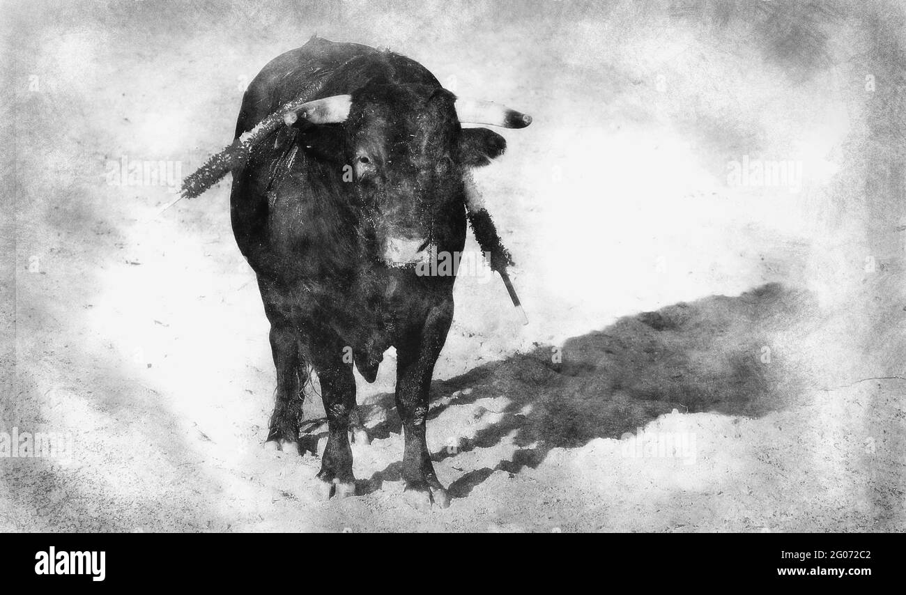 Spanish bull. Bullfight. Animal of great strength and nobility black ...