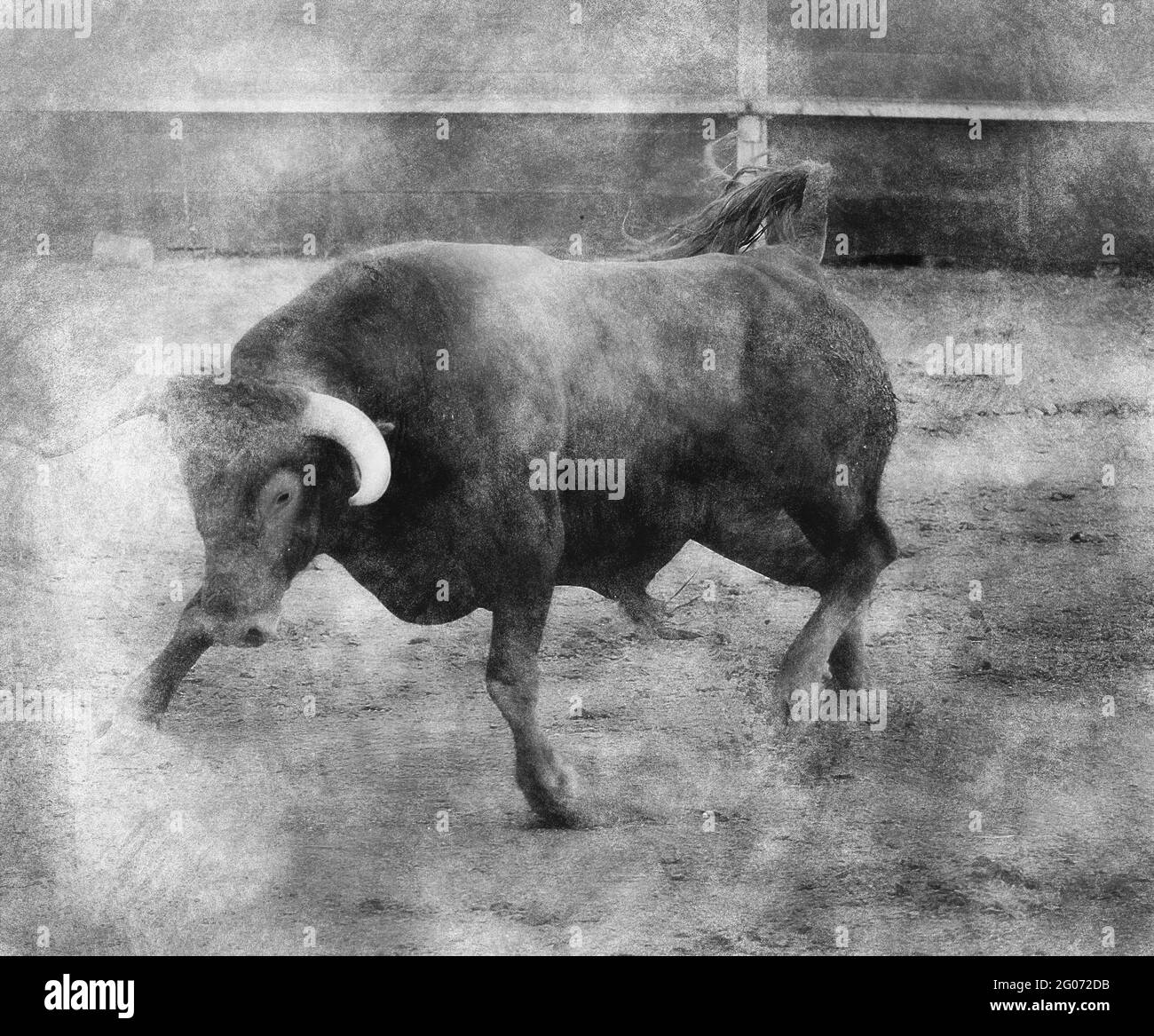 Brave and dangerous brown bull in the bullring black and white drawing ...