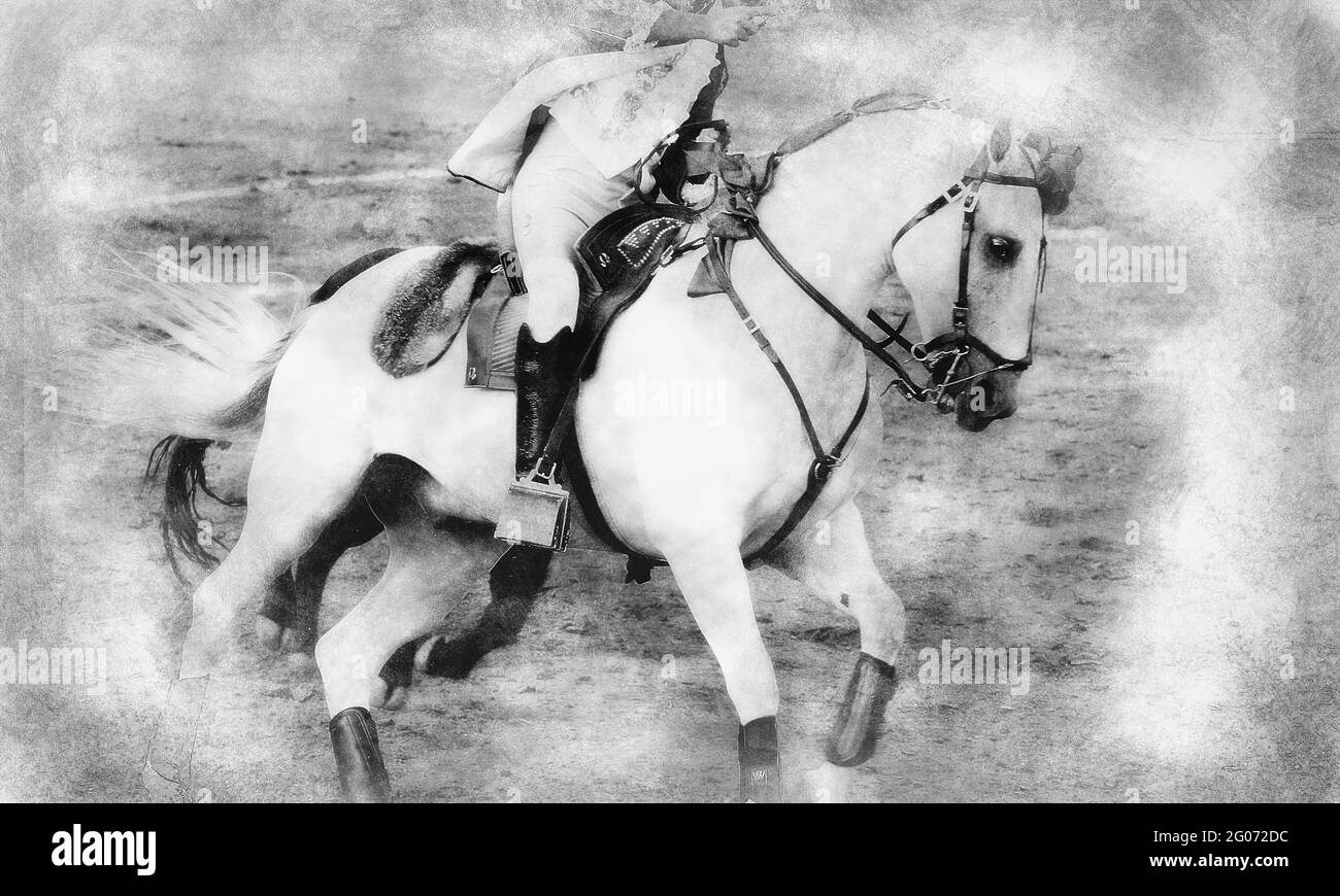 Beautiful white horse in bullring, bullfight in Spain black and white ...