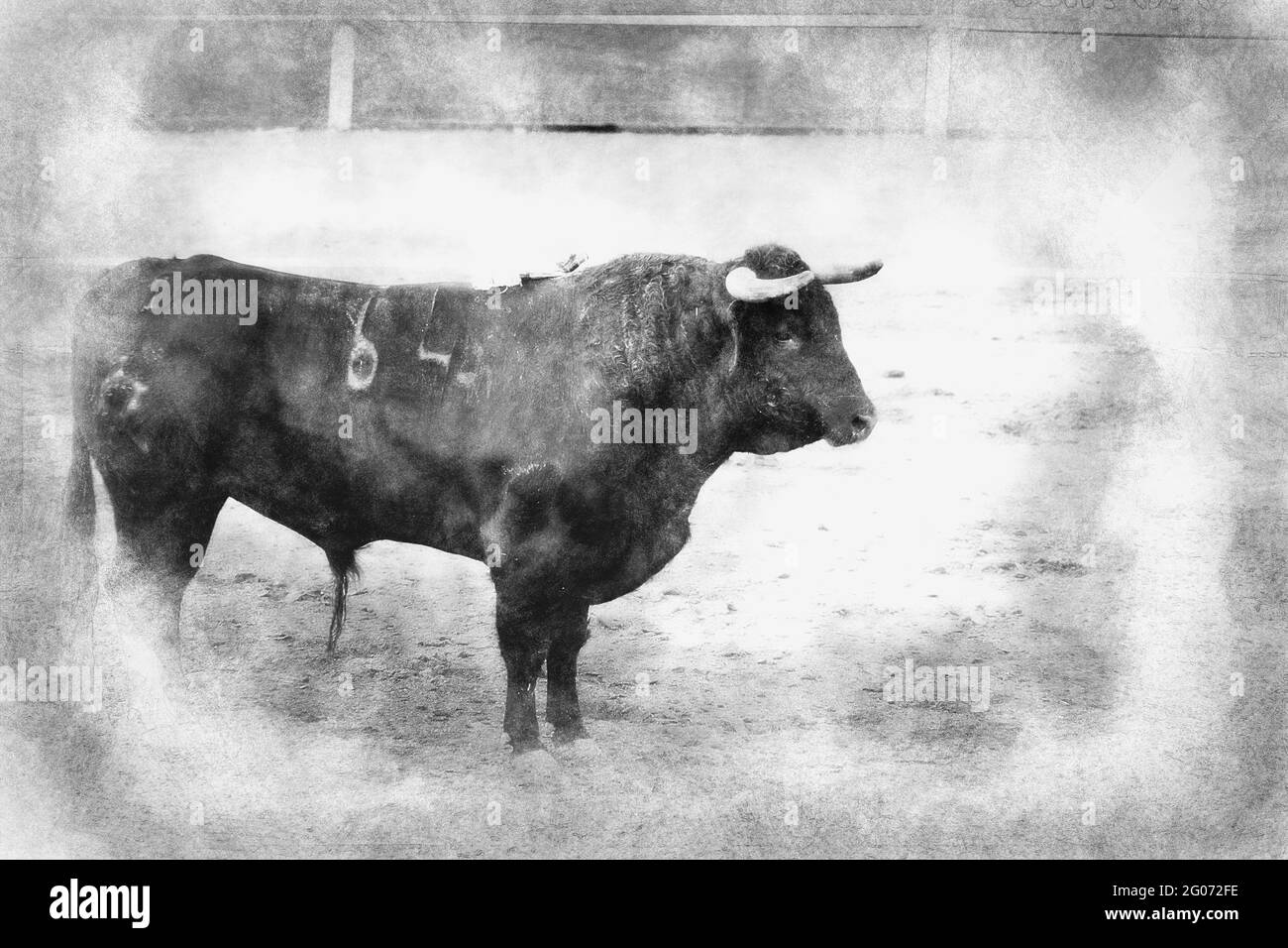 Spanish bull in bullring, Spanish bullfight black and white drawing ...