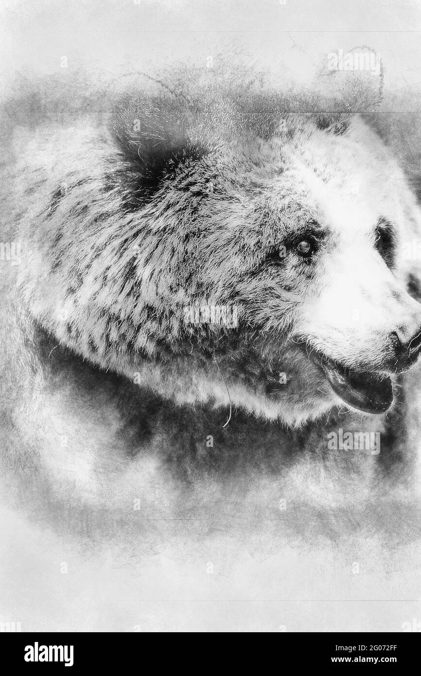 Black Bear Drawings Realistic