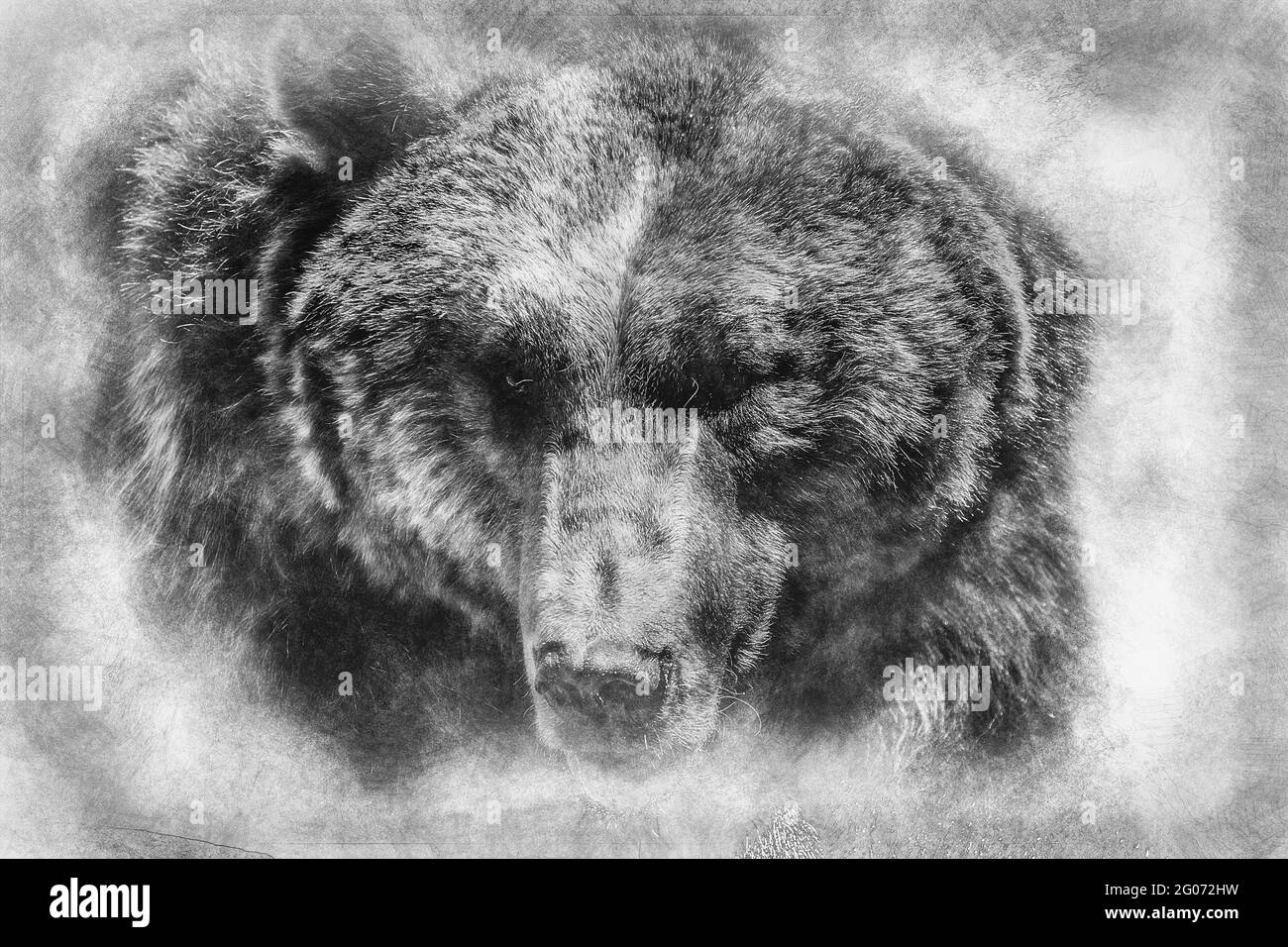 wildlife, Spanish powerful brown bear, huge and strong wild animal ...