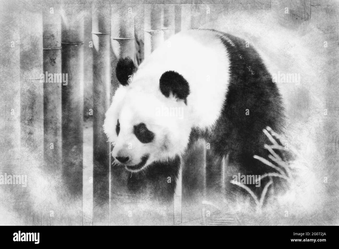 Panda Bear Pencil Drawing