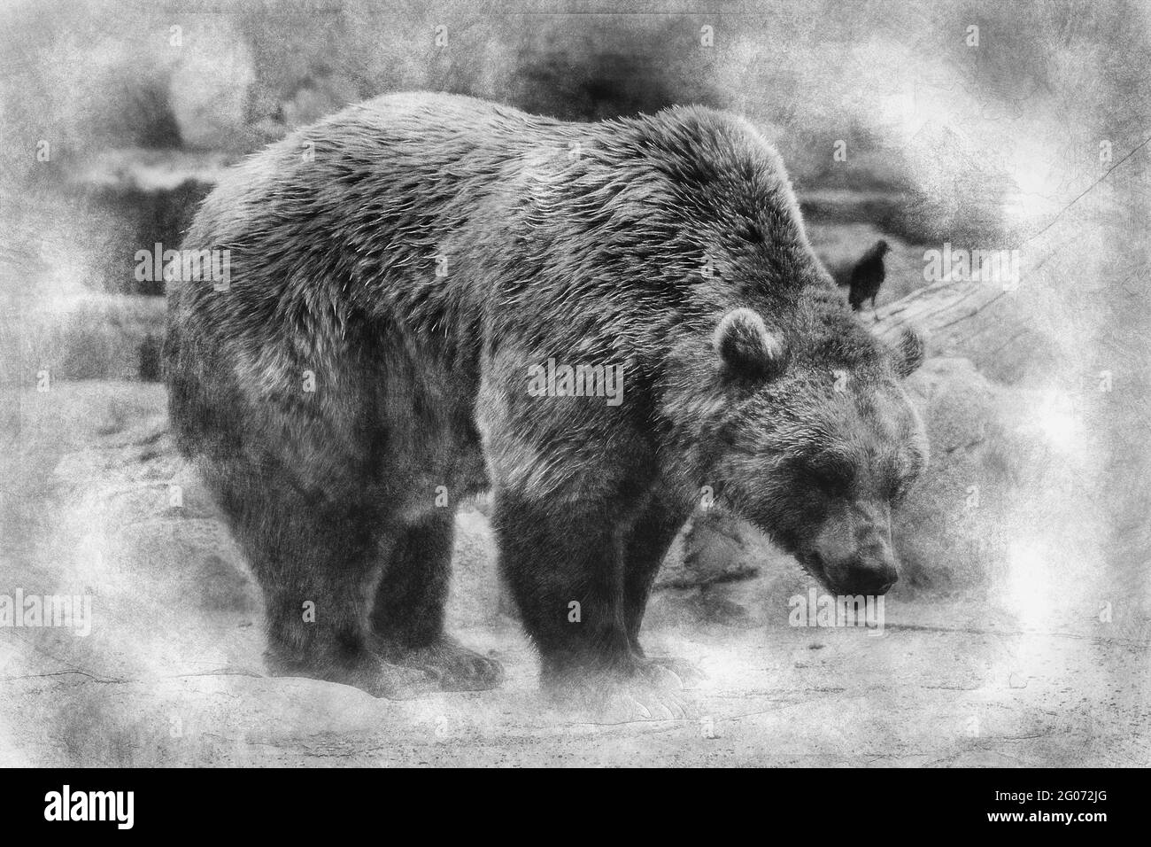 beautiful and furry brown bear, mammal black and white drawing Stock ...