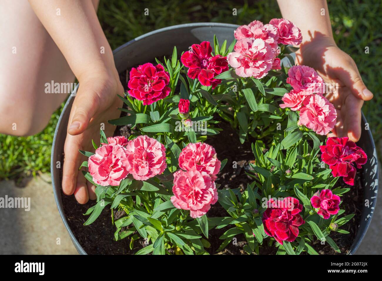 Close up view of child's hands touching flowers Stock Photo - Alamy