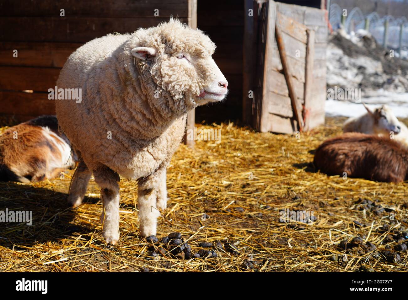 A wooly white sheep at a farm in winter in New Jersey Stock Photo - Alamy