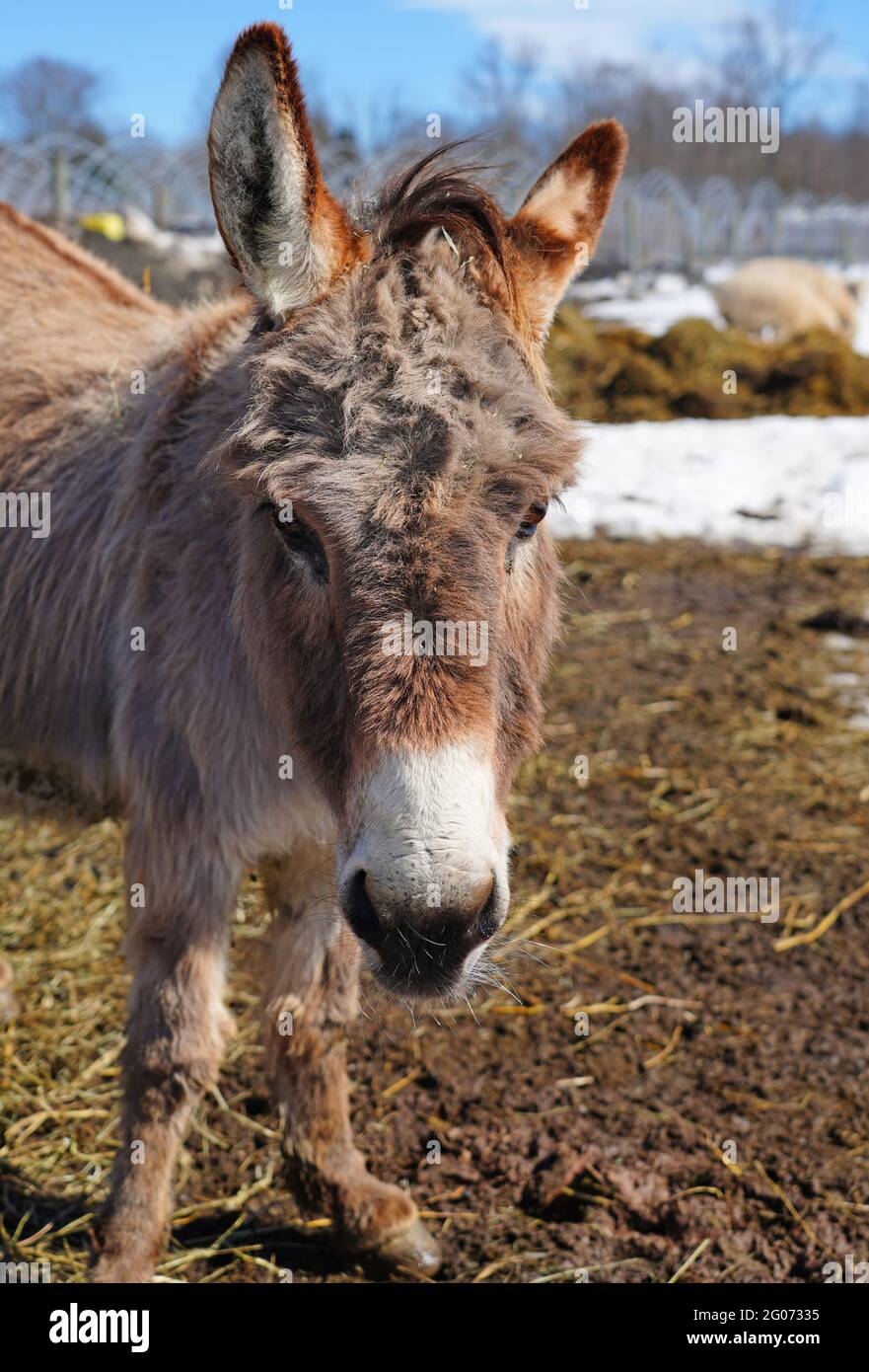 A donkey outdoors at a farm in winter in New Jersey Stock Photo - Alamy
