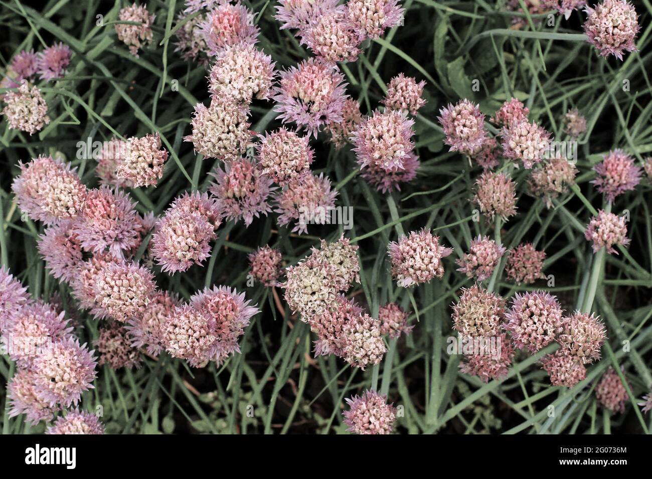 Dying chives (Allium schoenoprasum Stock Photo - Alamy