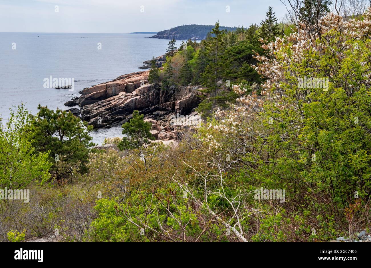 Thunder hole in acadia hi-res stock photography and images - Alamy