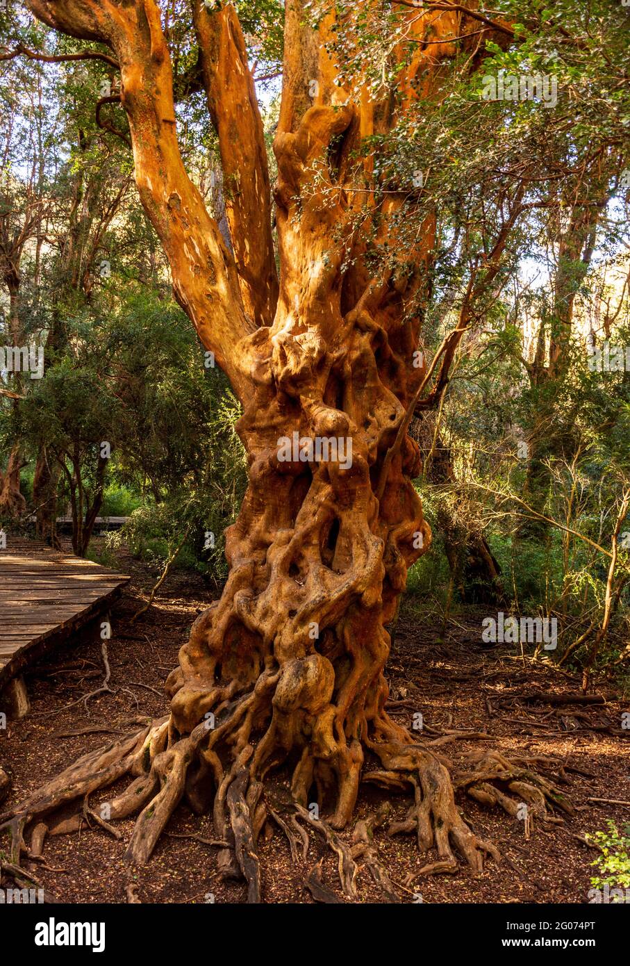 Vertical shot of a structured tree with large roots in a forest Stock ...