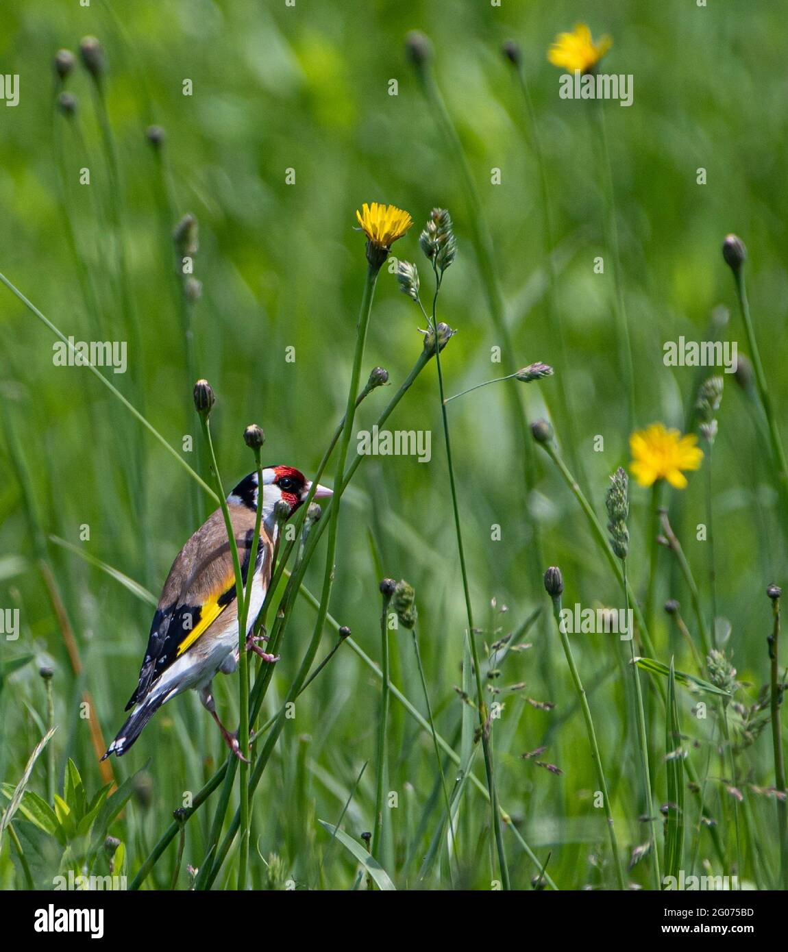 Closeup shot of European goldfinch Stock Photo - Alamy