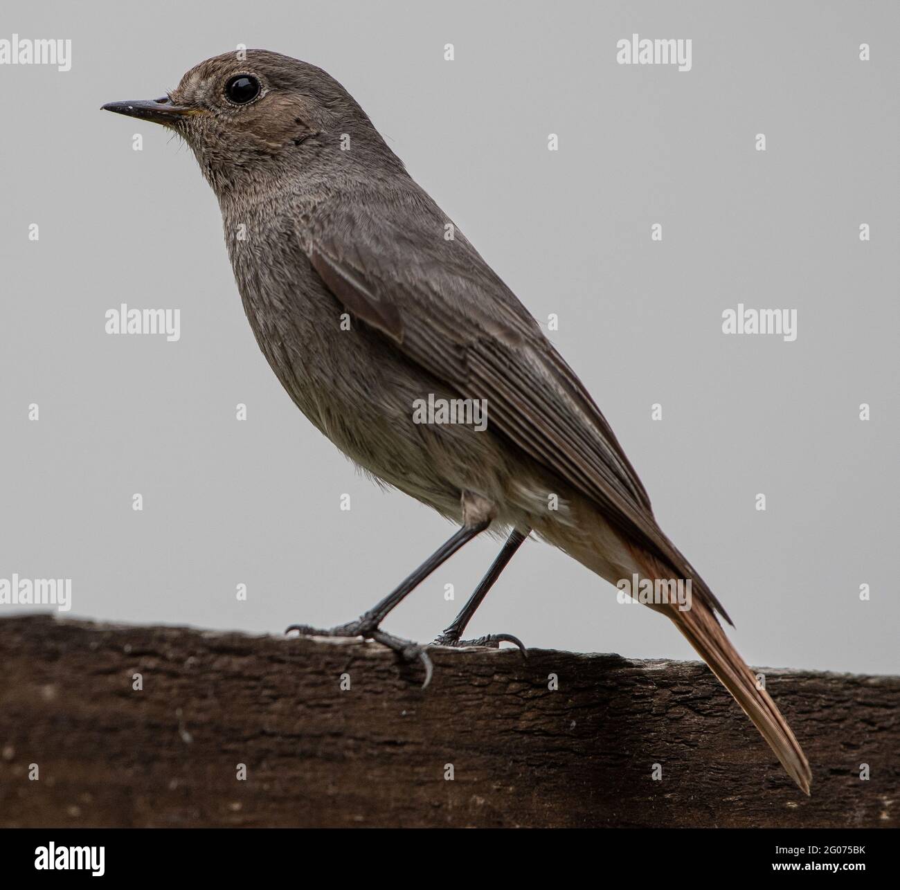 Closeup shot of a bird on a twig Stock Photo - Alamy