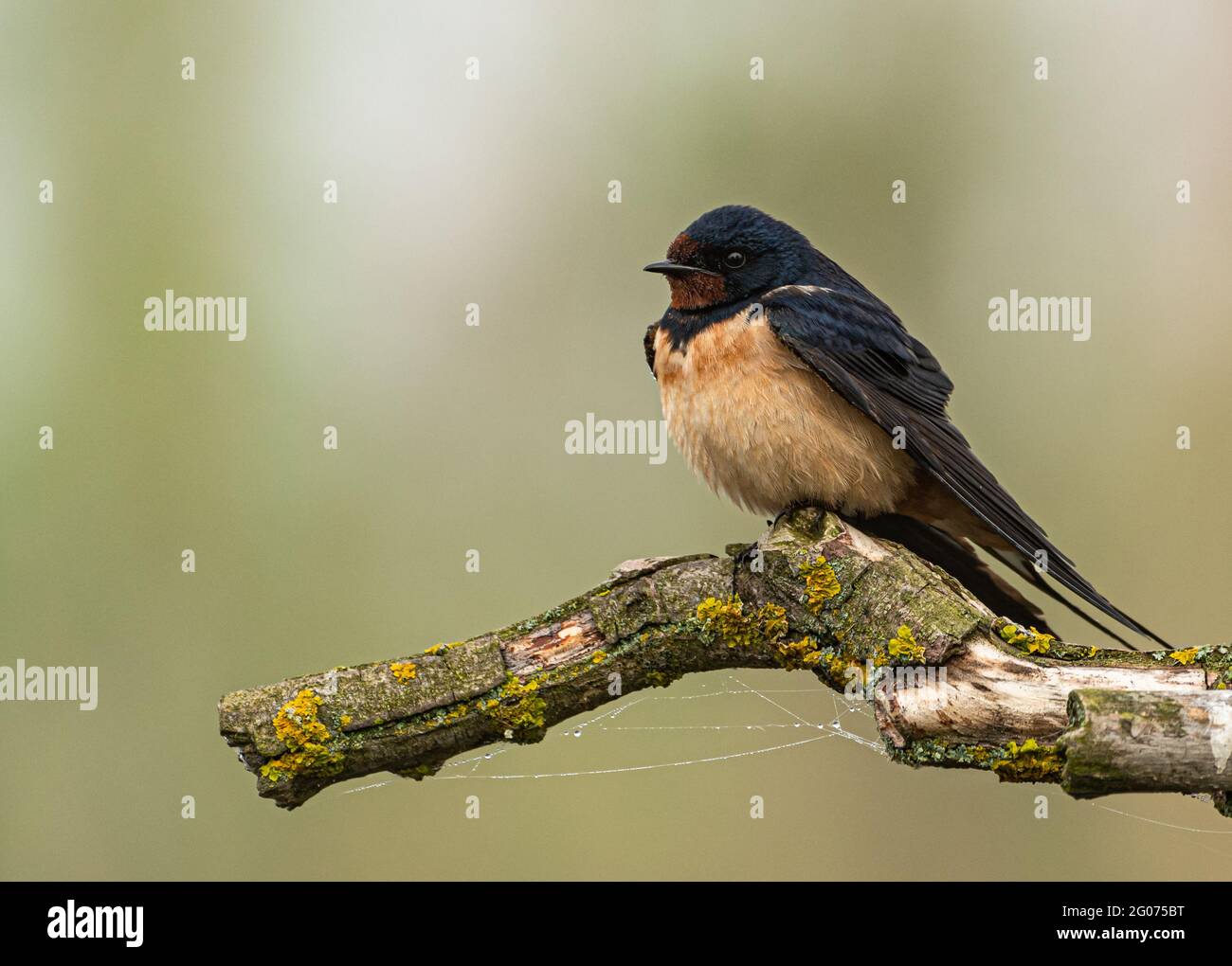 Closeup shot of a bird on a twig Stock Photo - Alamy