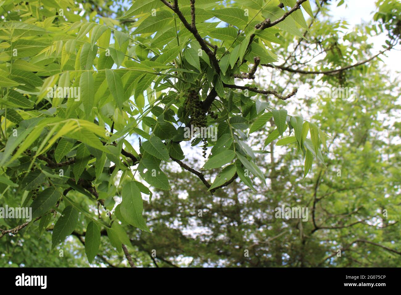 Green Fruits Starting to Form on a Black Walnut Tree Stock Photo - Alamy