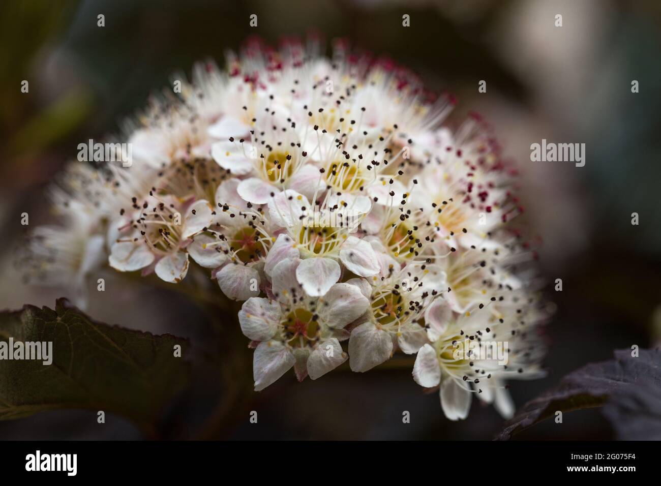 Blossom tree over nature background, summer flowers Stock Photo - Alamy