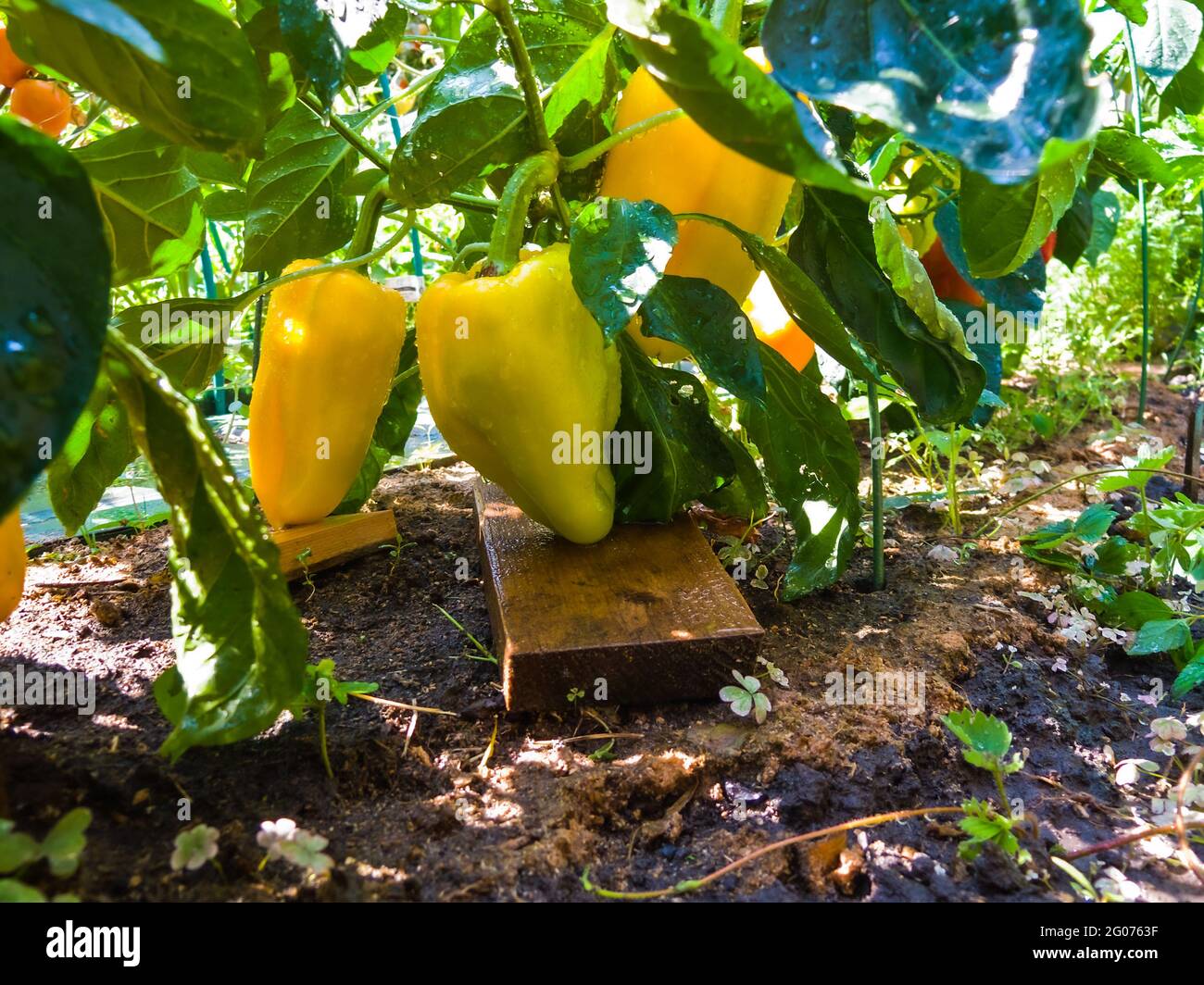Organic fresh ripe bell peppers. Concept of agriculture. Horticulture ...
