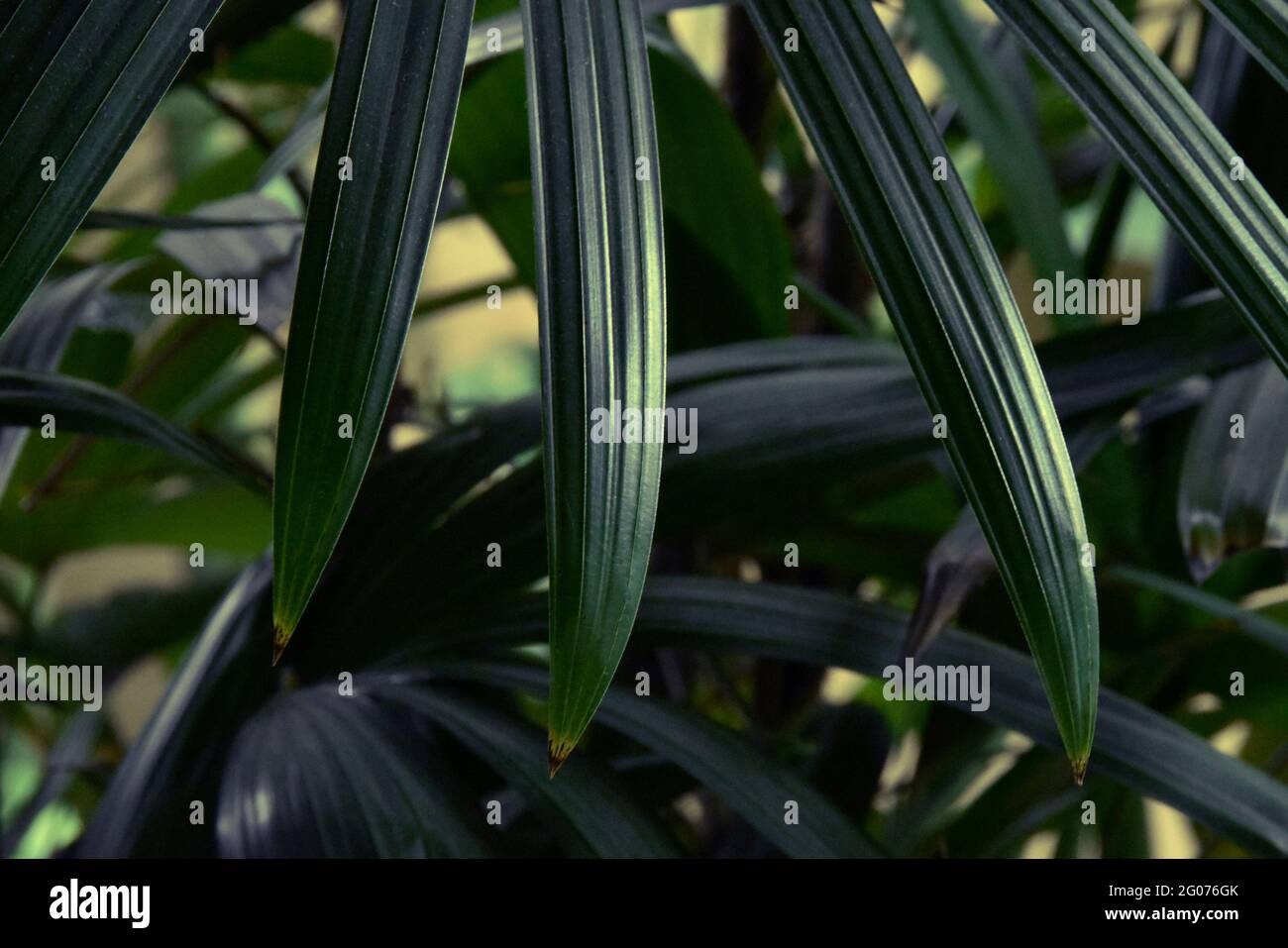 Low leaves hi-res stock photography and images - Alamy