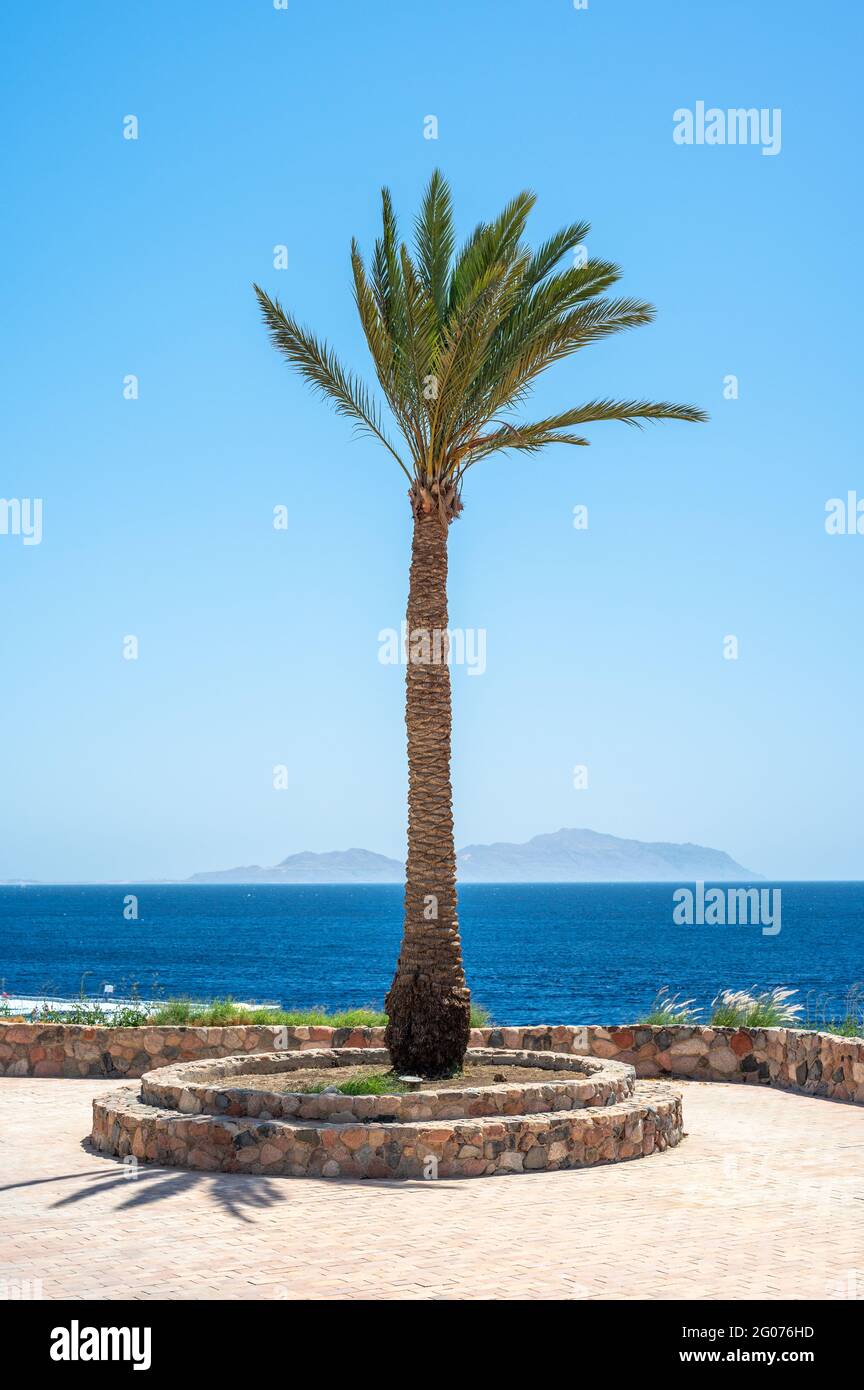high palm tree against the background of the sea and sky. travel summer ...