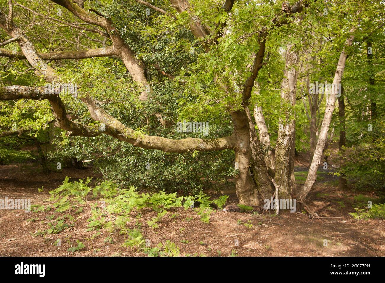 High Beach Epping Forest trees Stock Photo - Alamy