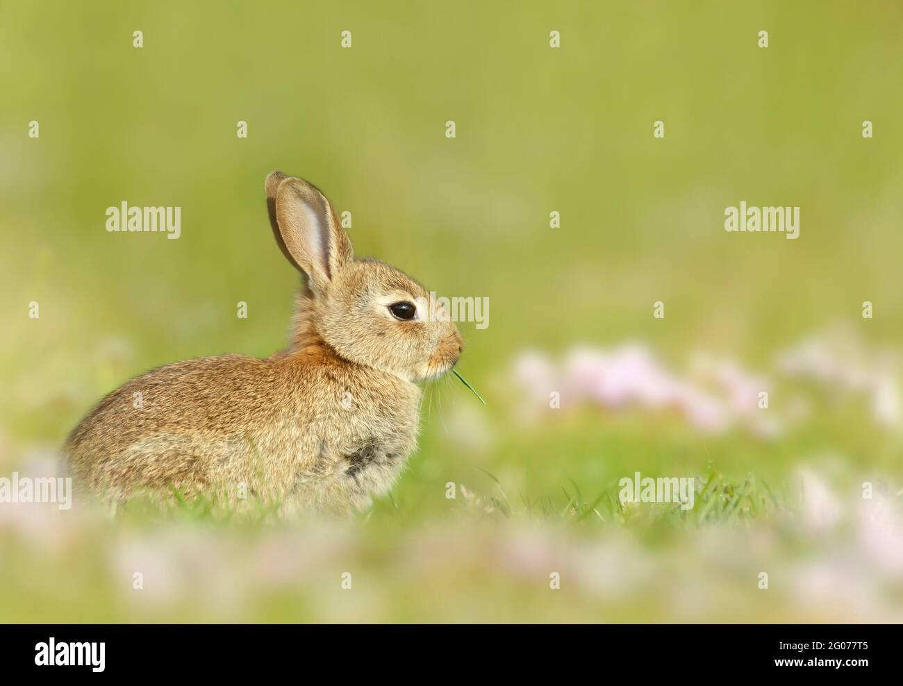 Rabbit meadow uk hi-res stock photography and images - Alamy