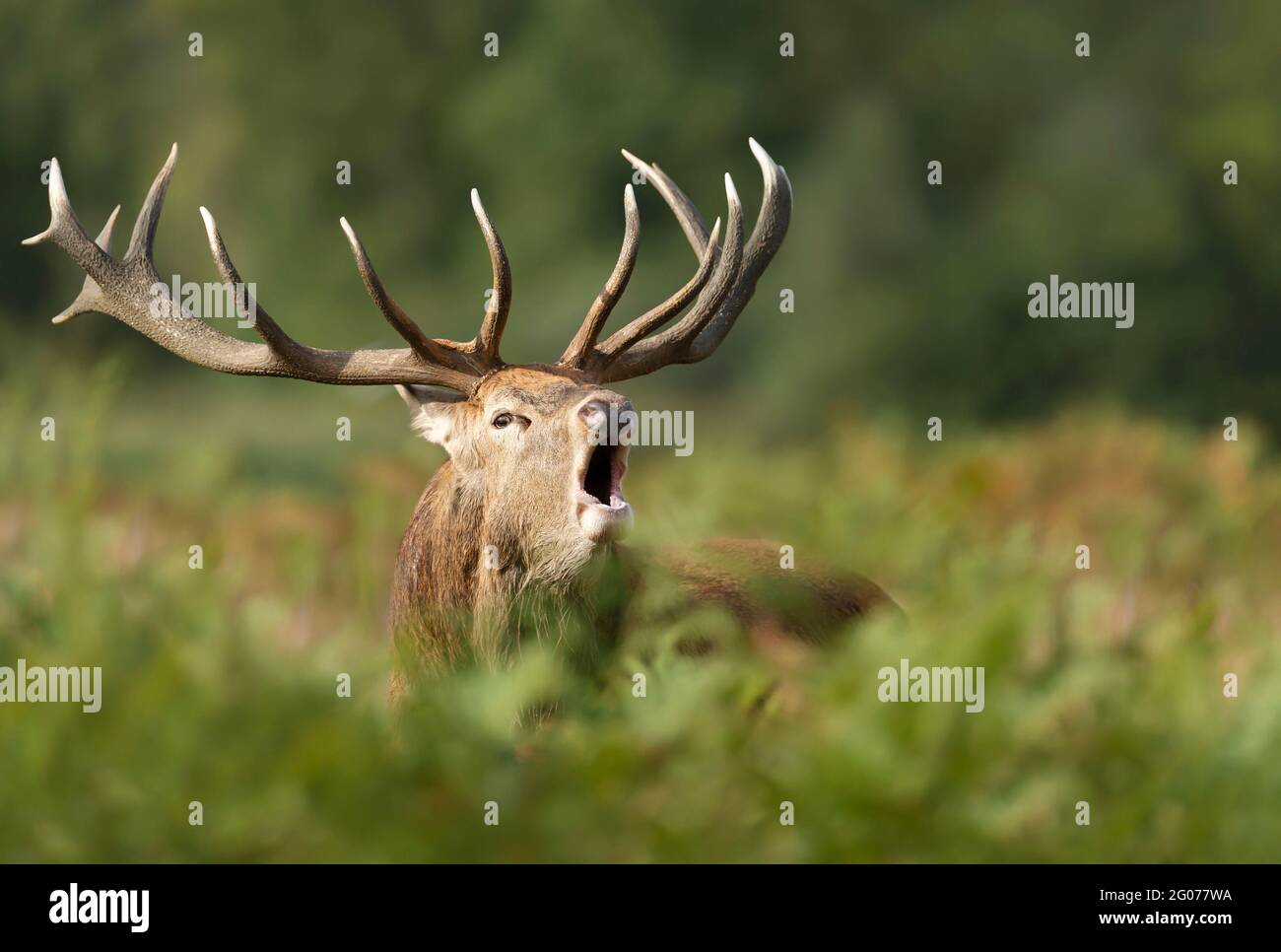 Roaring red deer stag in bracken hi-res stock photography and images ...