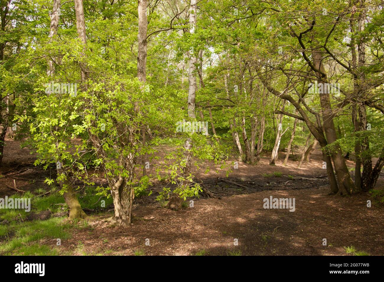 High Beach Epping Forest trees Stock Photo - Alamy