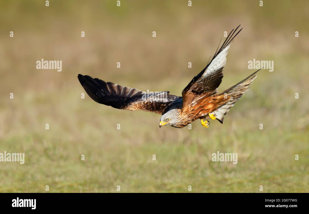 Swooping falcon hi-res stock photography and images - Alamy
