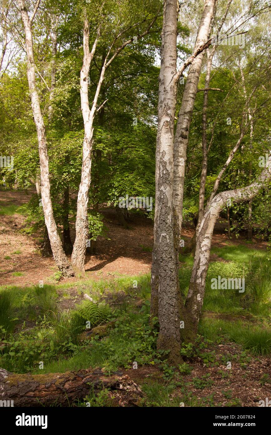 High Beach Epping Forest trees Stock Photo - Alamy