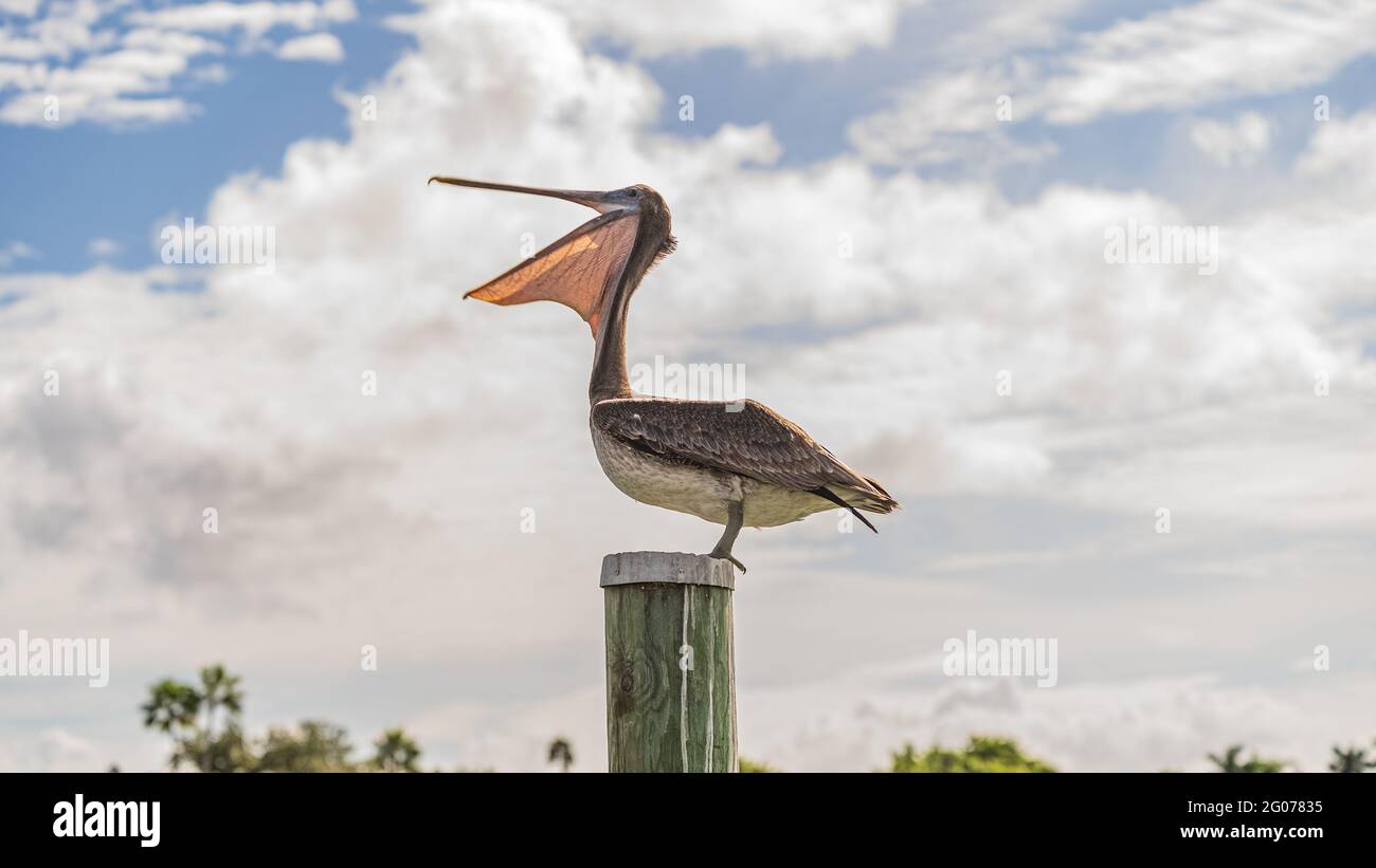 Pelican yawning hi-res stock photography and images - Alamy