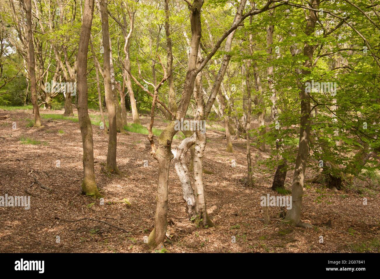 High Beach Epping Forest trees Stock Photo - Alamy