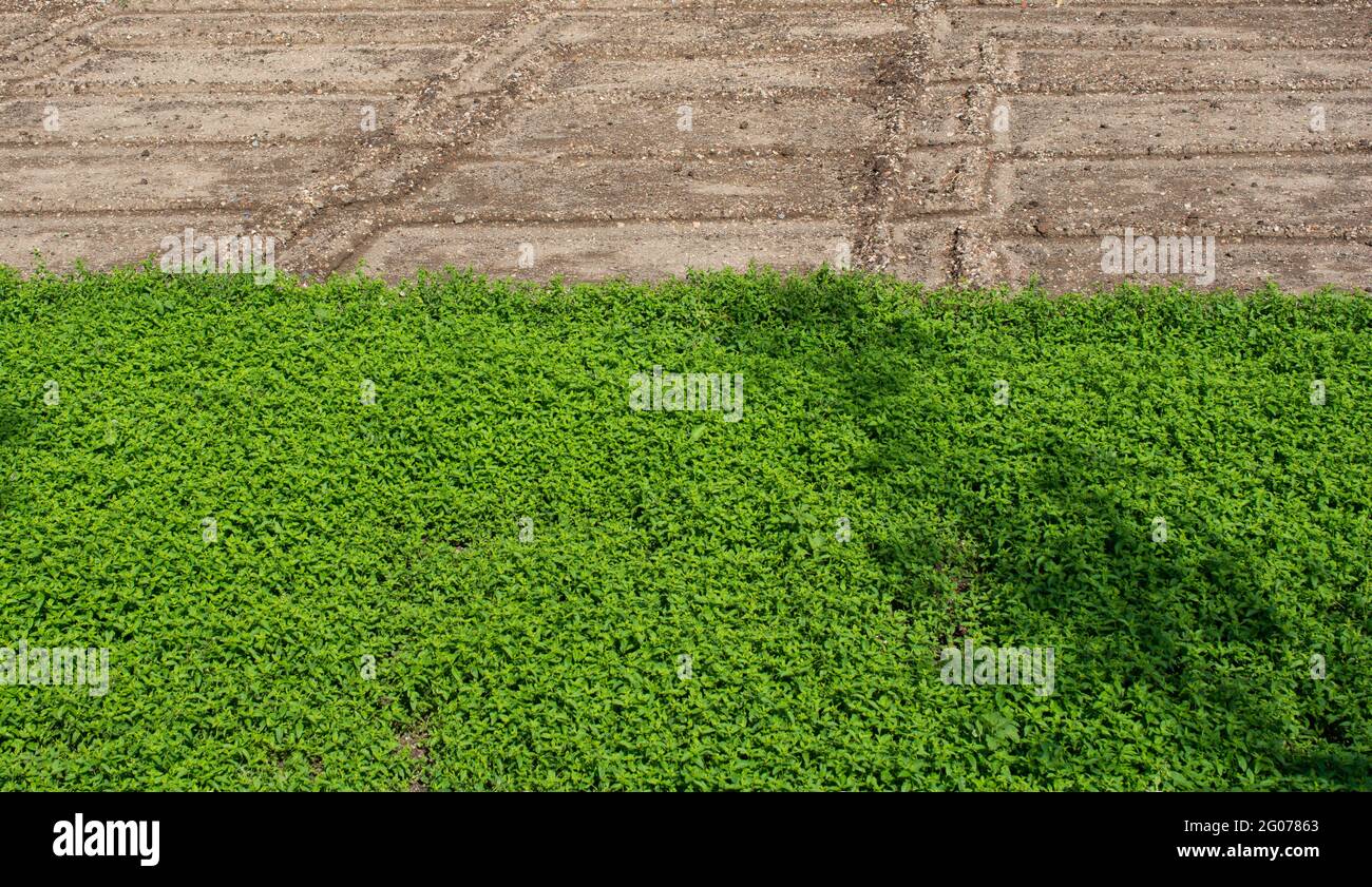 Growing sprouted agricultural crops in spring field Stock Photo - Alamy