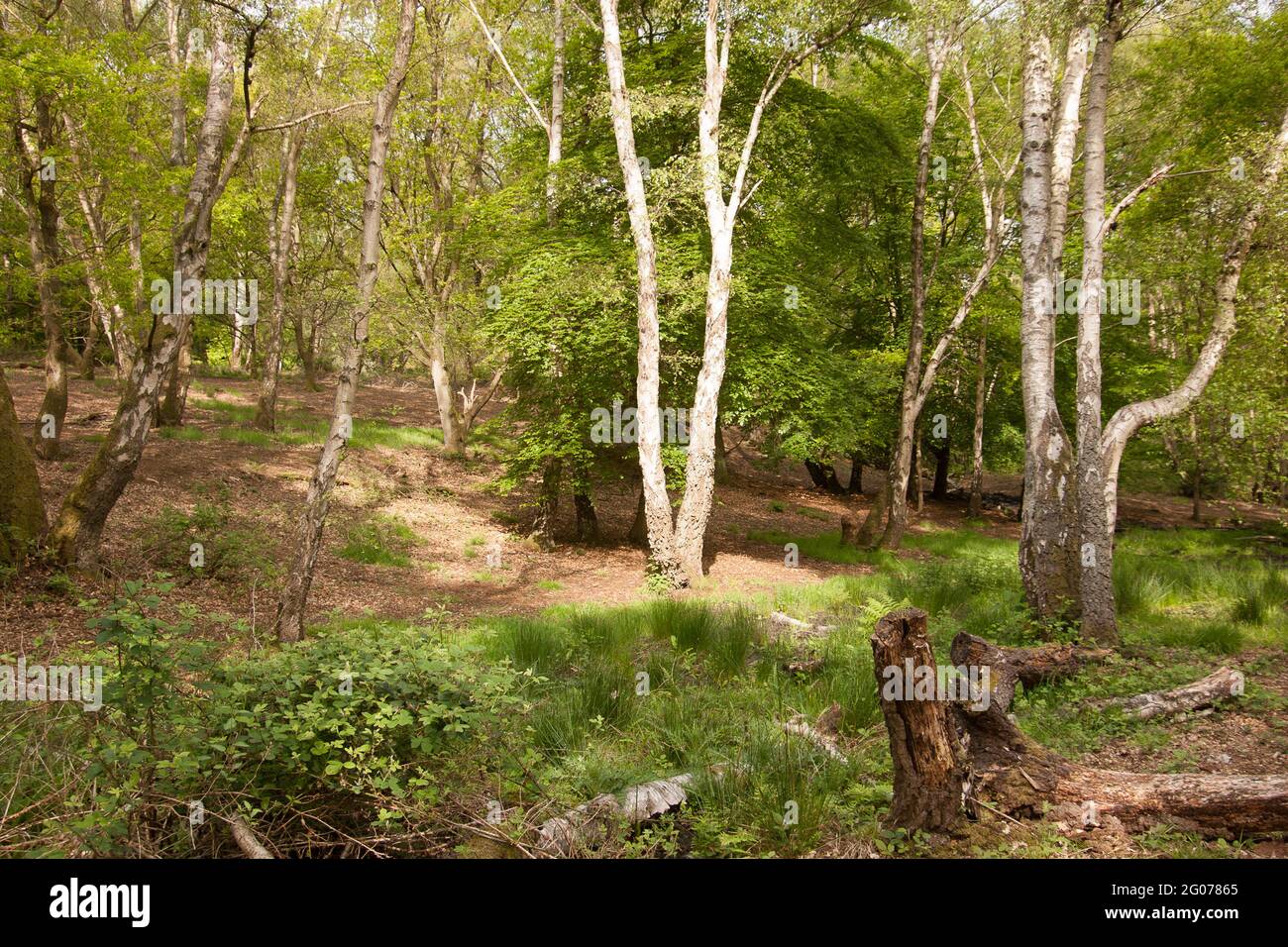 High beach epping forest hi-res stock photography and images - Alamy