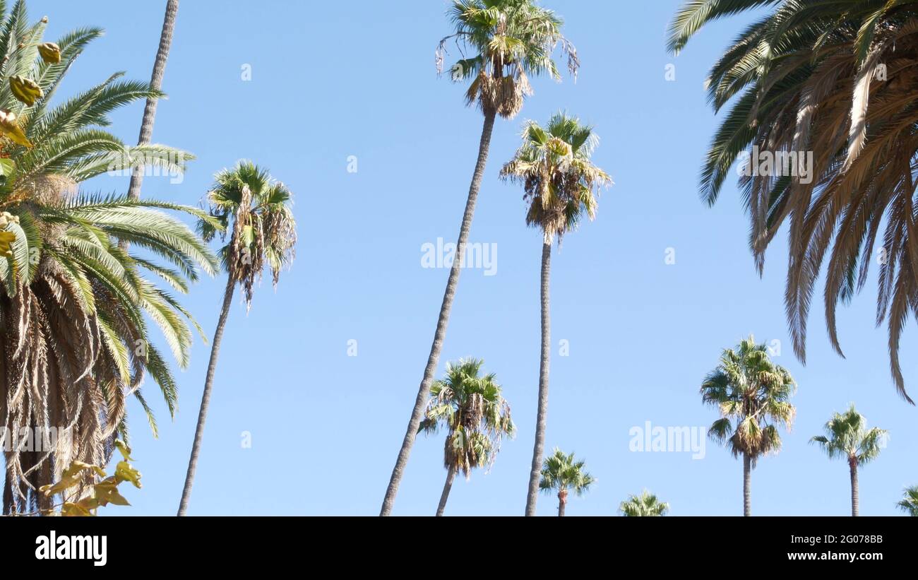 Palms in Los Angeles, California, USA. Summertime aesthetic of Santa ...