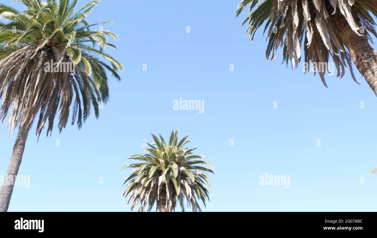 Palms in Los Angeles, California, USA. Summertime aesthetic of Santa ...