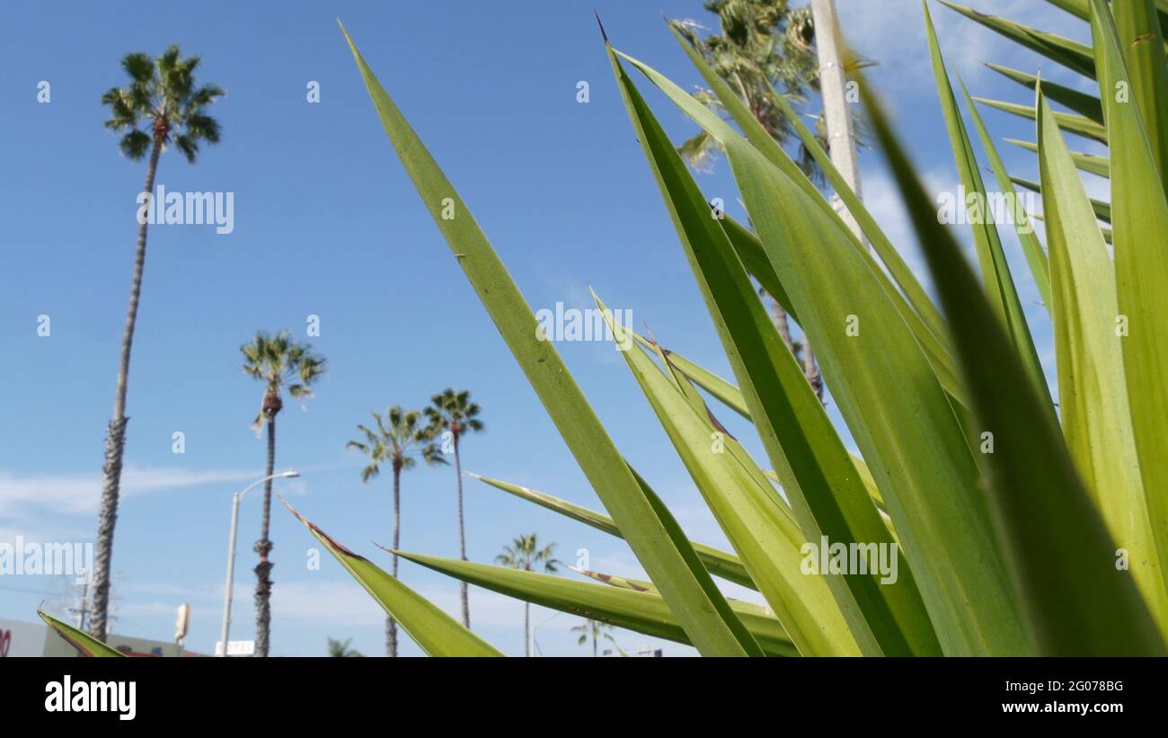 Palms in Los Angeles, California, USA. Summertime aesthetic of Santa ...