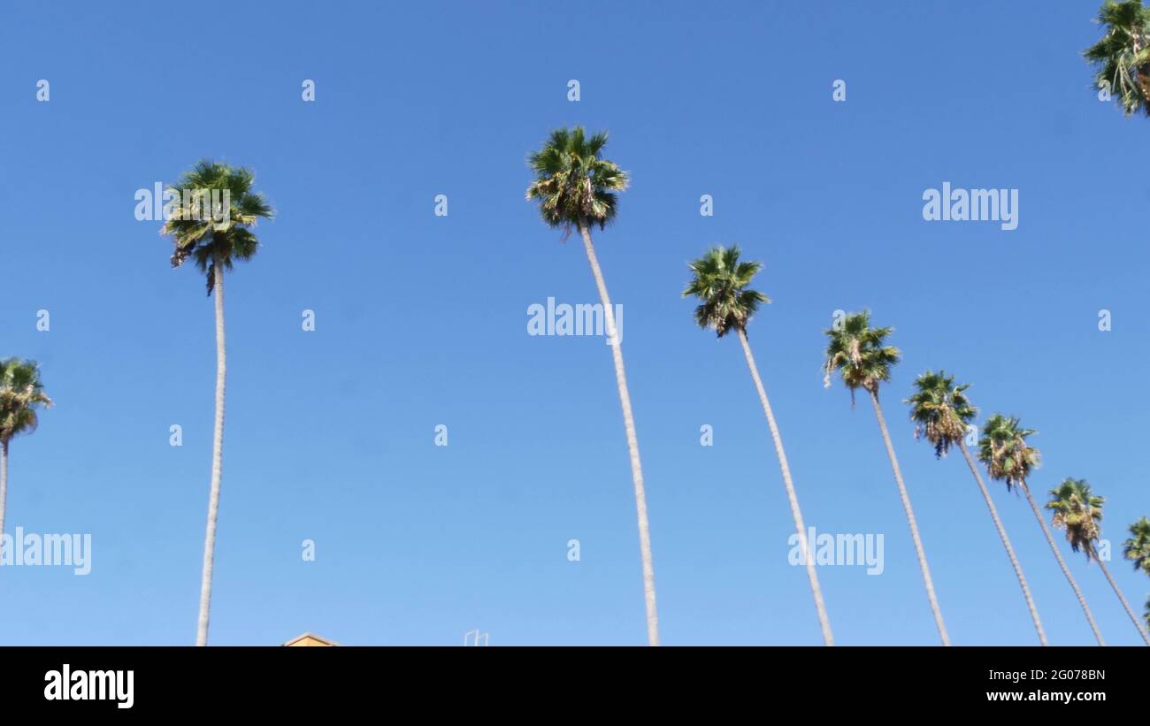 Palms in Los Angeles, California, USA. Summertime aesthetic of Santa ...