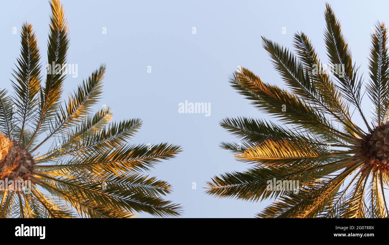 Palms in Los Angeles, California, USA. Summertime aesthetic of Santa ...