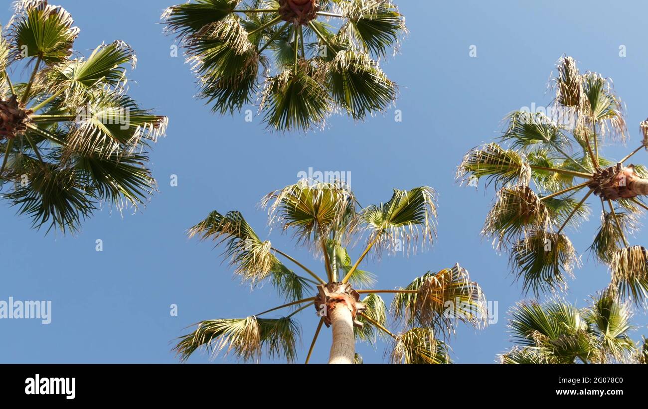 Palms in Los Angeles, California, USA. Summertime aesthetic of Santa ...