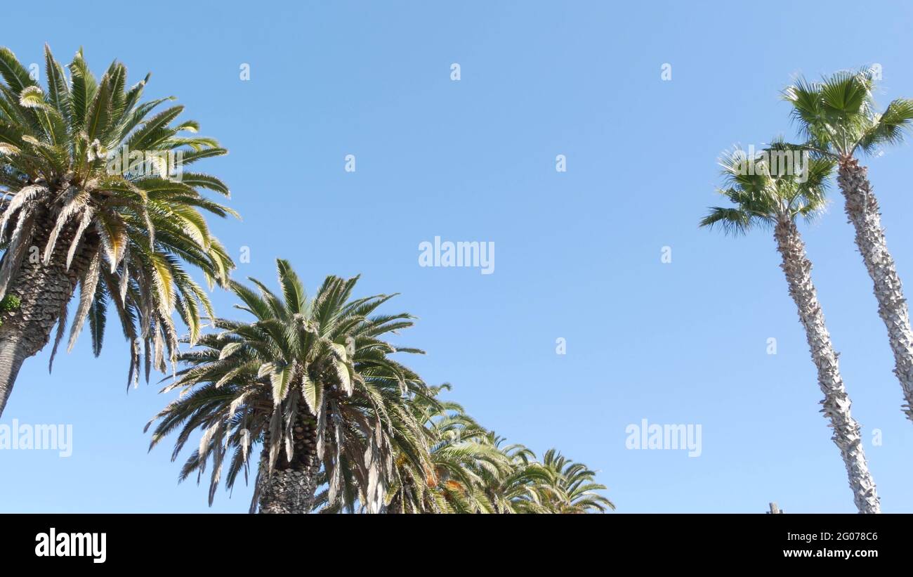 Palms in Los Angeles, California, USA. Summertime aesthetic of Santa ...