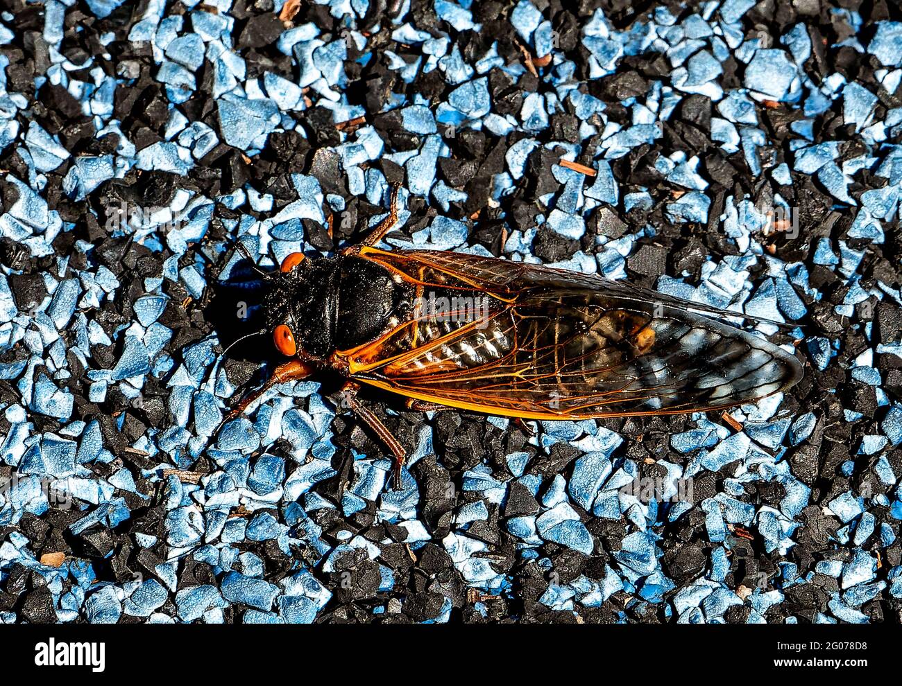 Cicada lands on the composite surface of a child’s playground Stock ...