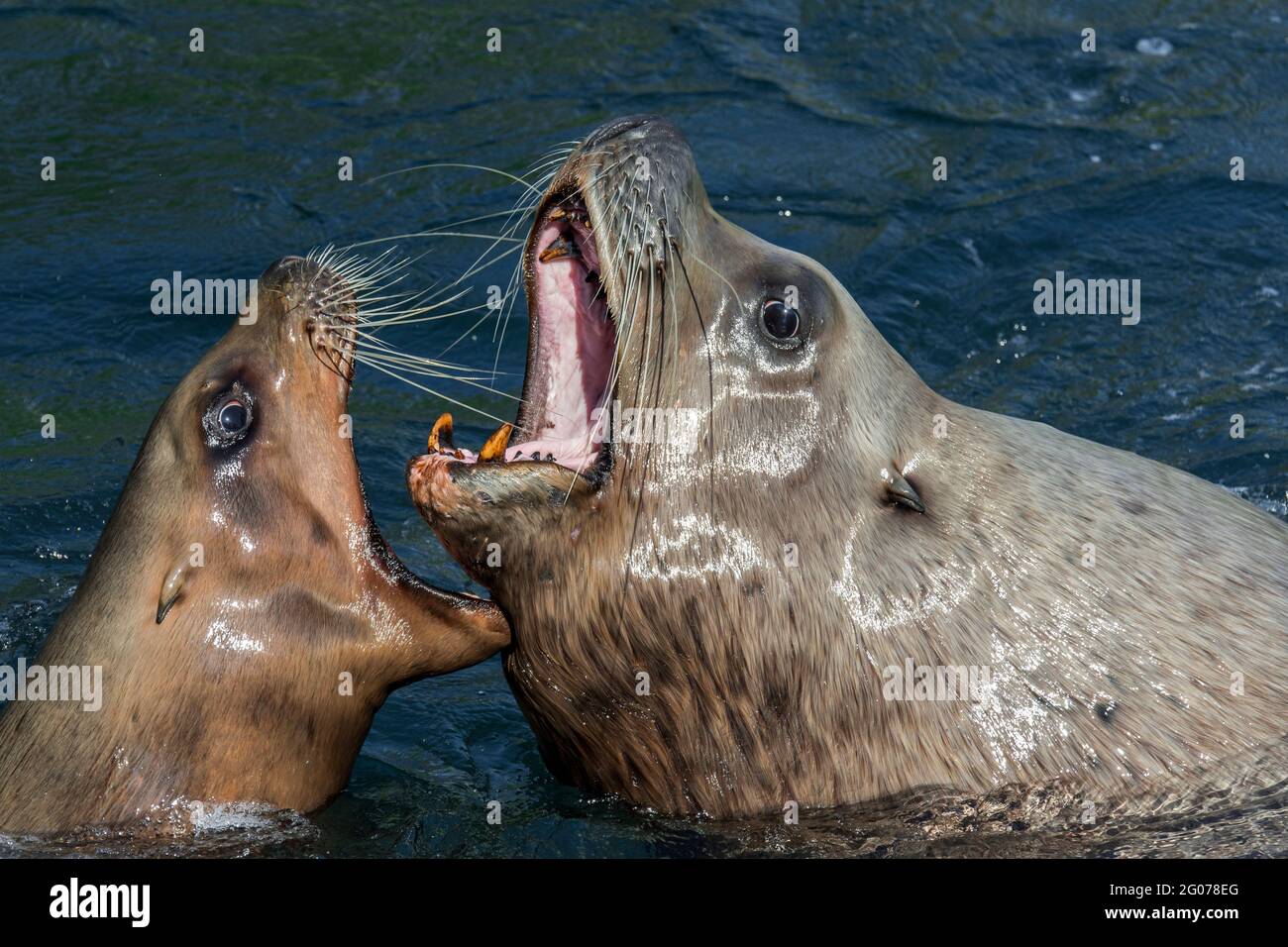 Steller sea lion / northern sea lions / Steller's sea lion (Eumetopias ...